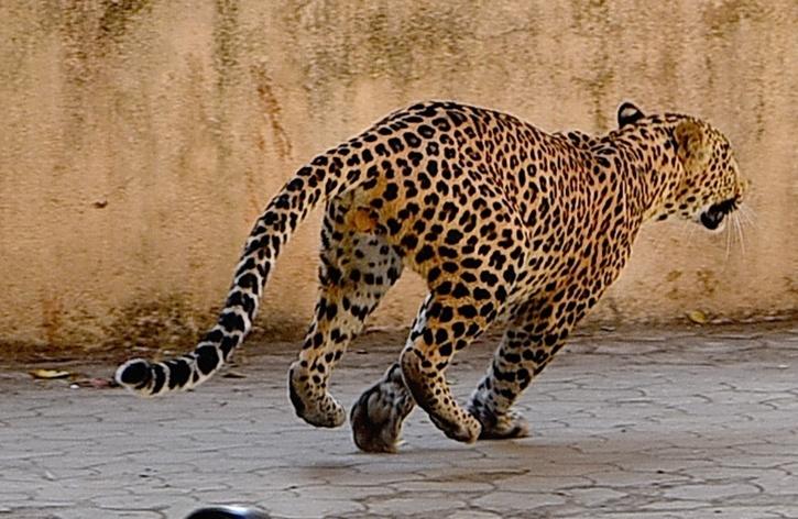 Human Animal Conflict: Gujarat Wants To Sterilise Leopards And Control ...