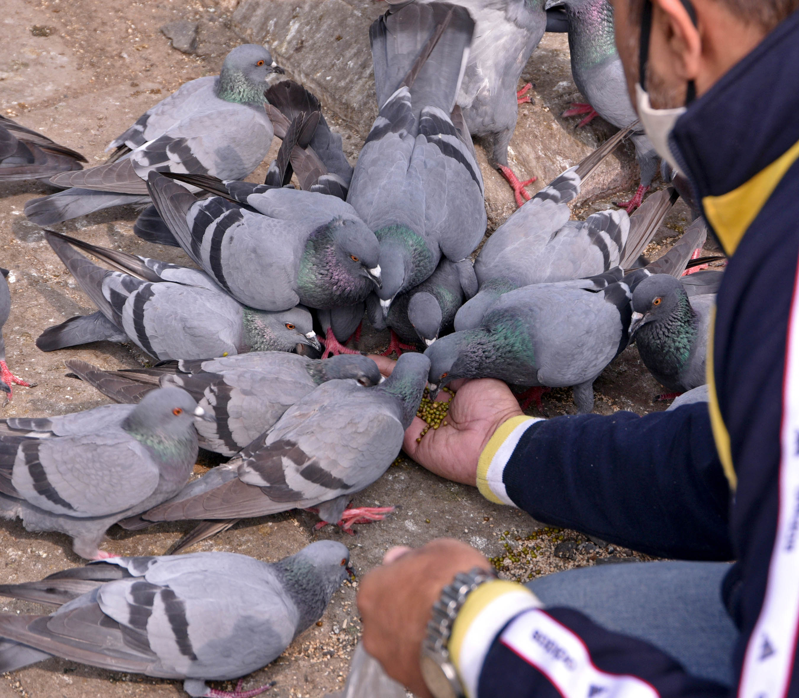 Mumbai Man Allegedly Culled Pigeons, Sold The Meat To A Restaurant ...
