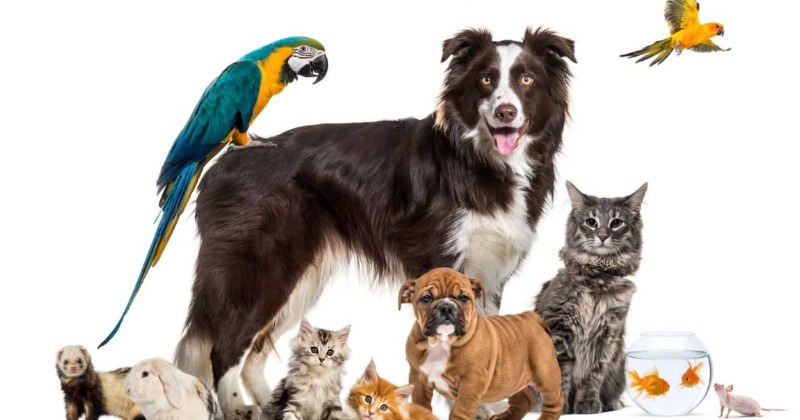 Dog Lover कैसे होते हैं? जानिए Favourite Pet से अपनी Personality