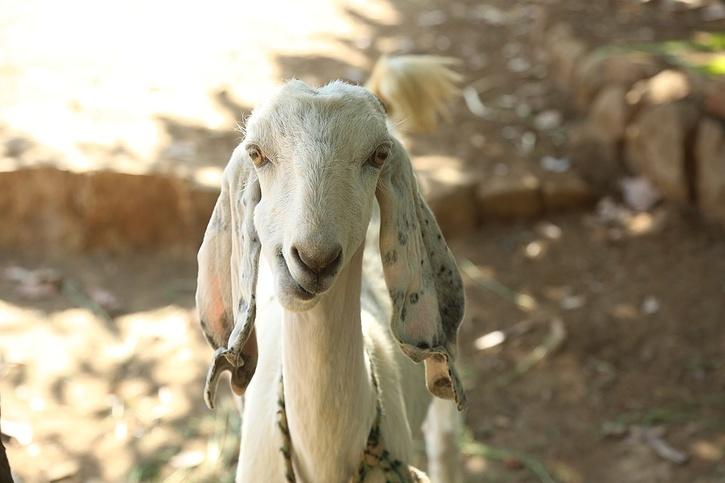 Video Of Goat With Human-Like Face From Madhya Pradesh Goes Viral