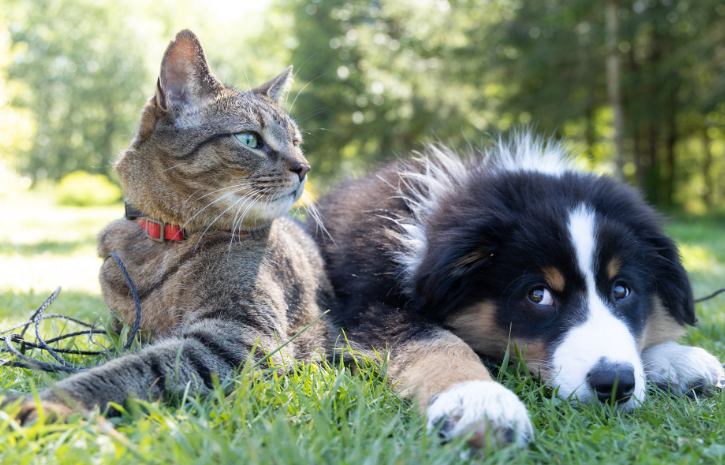 Things You Should Know About Animal Communication