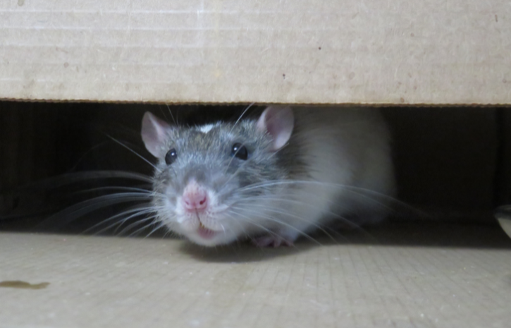 New York City Hires Its First-Ever ‘Rat Czar'