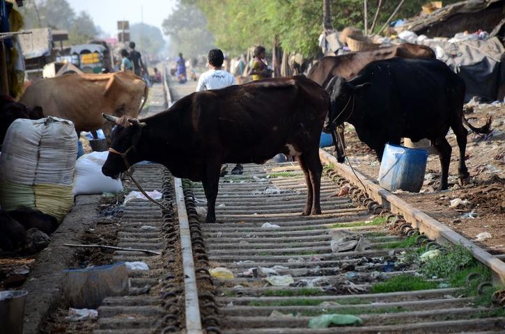 Increasing Cattle Hits Are Forcing Railways To Construct 1,000 km ...