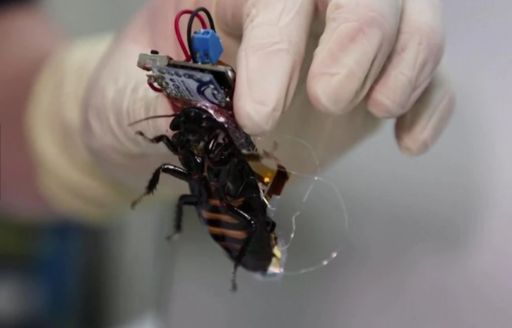 Explained: How Can Cyborg Roaches, Currently Being Perfected By ...
