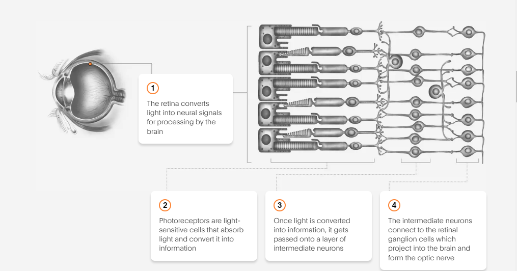 Neuralink Co-Founder's New Rival Company Requires No Hole-Drilling In ...