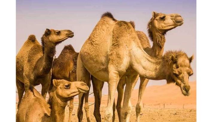 FIFA World Cup: WHO Warns Of Deadly Camel Flu