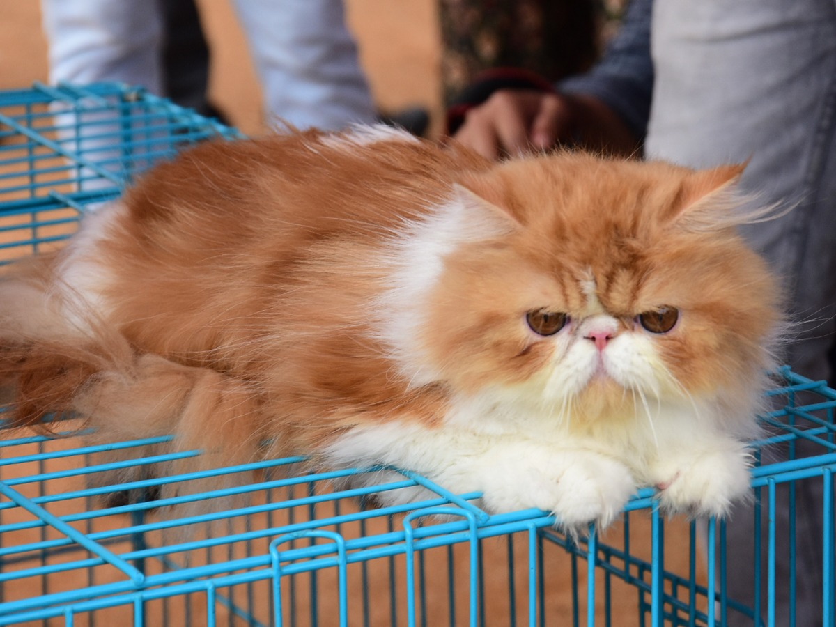 After Dogs And Horses, Pune Set To Register Pet Cats, ‘Licence’ Will ...