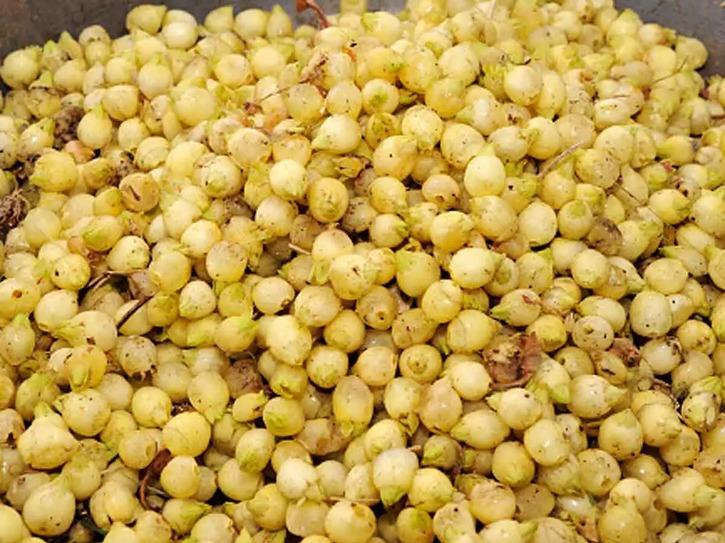 Explained: What Is Mahua And Why It Is A Significant Part Of The Tribal ...