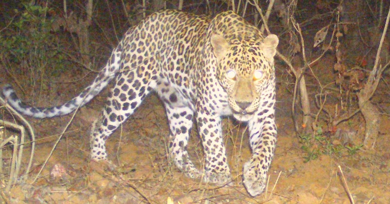 Mumbai's 'Urban Leopards' And The Growing Human-Animal Conflict: What ...
