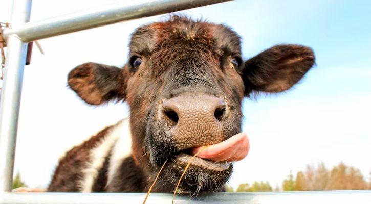 Cows That Were Fed Hemp Instead Of Regular Fodder Produced Cannabis ...