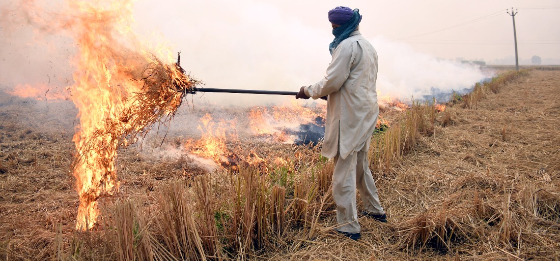 Explained: How Waste Decomposer Can Solve The Problem Of Stubble Burning