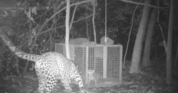 Mumbai's 'Urban Leopards' And The Growing Human-Animal Conflict: What Went Wrong?