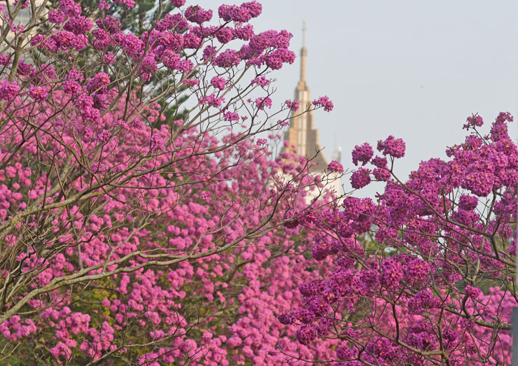 With Tabebuia Avellanedae In Full Bloom Bengaluru Turns Pink