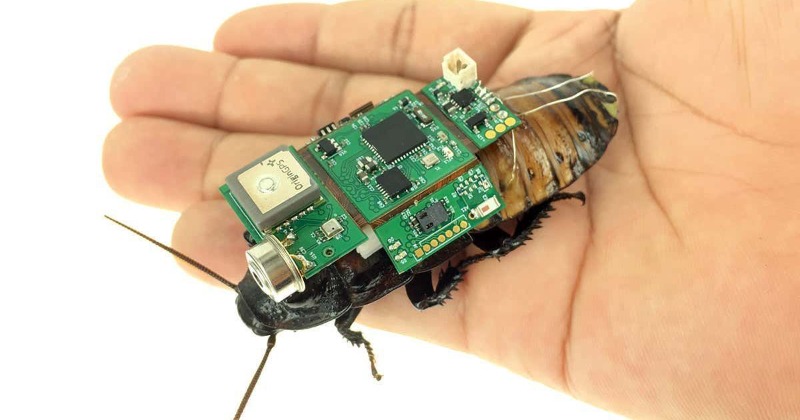 Explained: How Can Cyborg Roaches, Currently Being Perfected By ...
