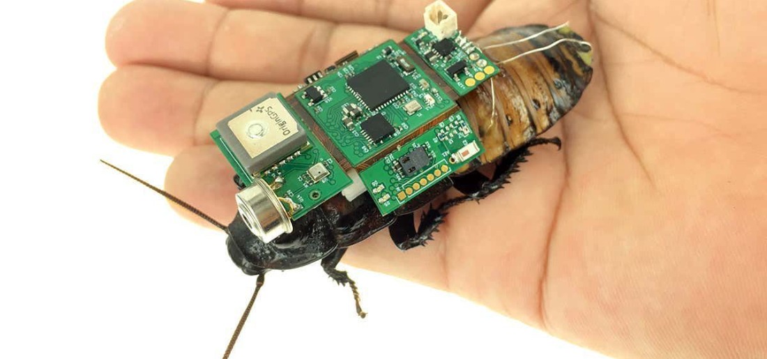Explained: How Can Cyborg Roaches, Currently Being Perfected By ...