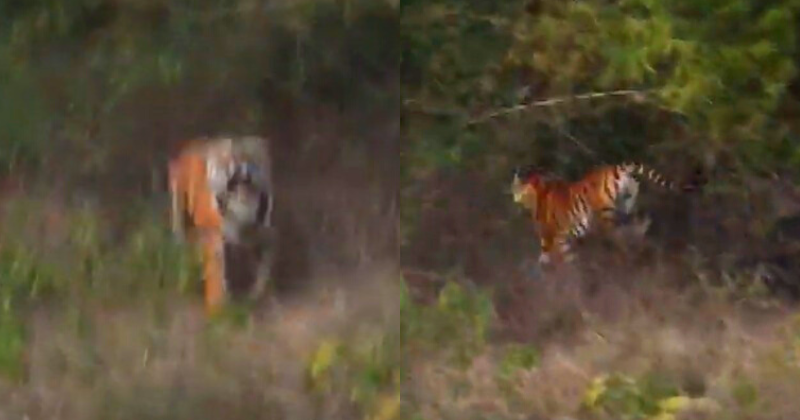 Tiger Charges At 'Noisy' Tourists In Viral Video