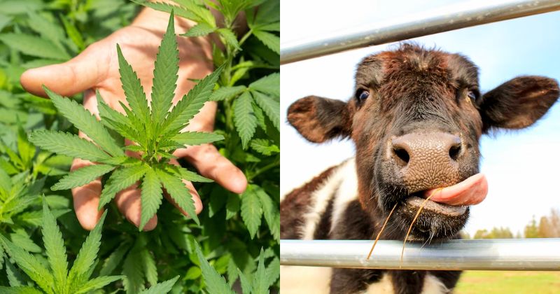 Cows That Were Fed Hemp Instead Of Regular Fodder Produced Cannabis ...