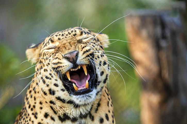 Explained: How Do Leopards Communicate With Each Other?