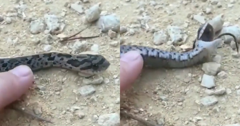 Video Of Snake Faking Its Death Goes Viral