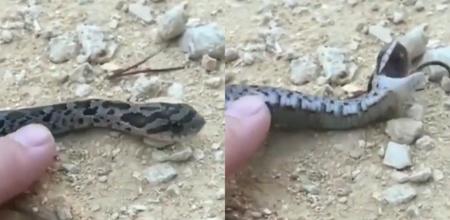 Video Of Snake Faking Its Death Goes Viral