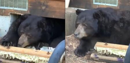 Video Of Bear Coming Out Of Hibernation Viral
