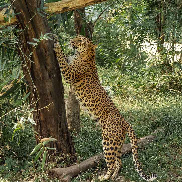 Explained: How Do Leopards Communicate With Each Other?
