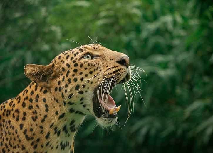 Explained: How Do Leopards Communicate With Each Other?