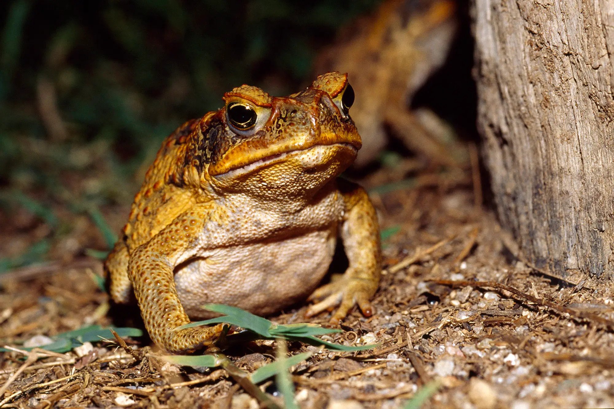 National Park Service Asks People to Stop Licking Toad To Get High
