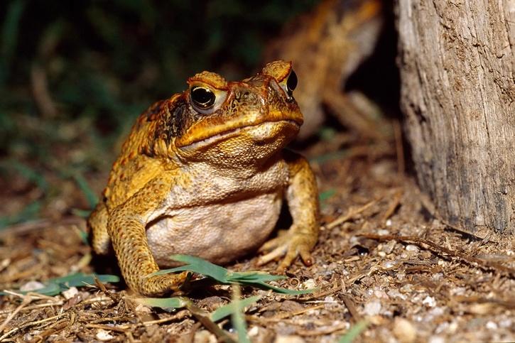 National Park Service Asks People to Stop Licking Toad To Get High