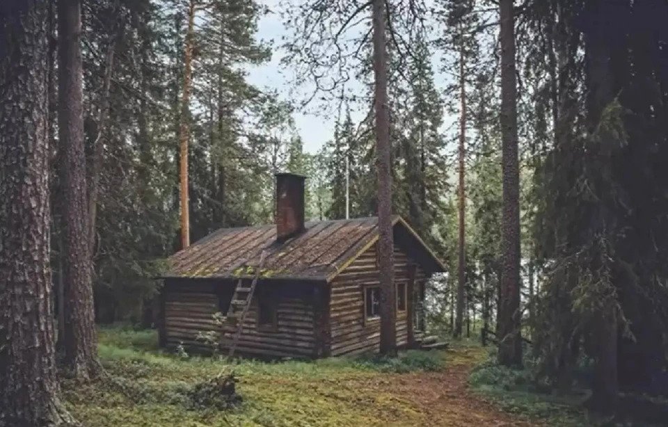 Optical Illusion: Can You Spot The Bear Hiding In This Forest Scene?