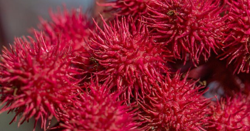 'Ricinnus Communis' Planted In Public Flowerbed