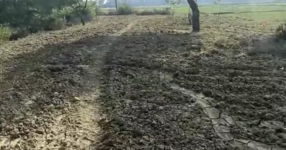 Bihar Goons Steal 2Km Road, Sow Wheat Crops To Hide Theft