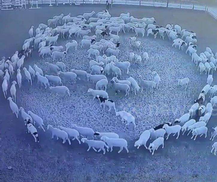 Watch: Mysterious Video Shows A Large Flock Of Sheep That Has Been ...