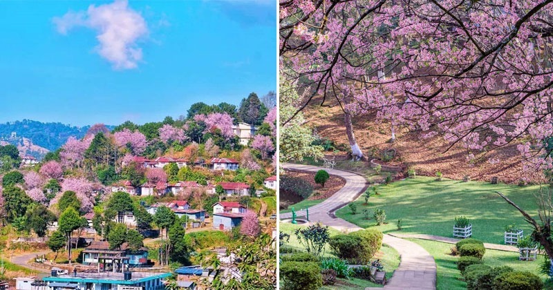 Shillong Cherry Blossom Festival Is Back & We're Super Excited!