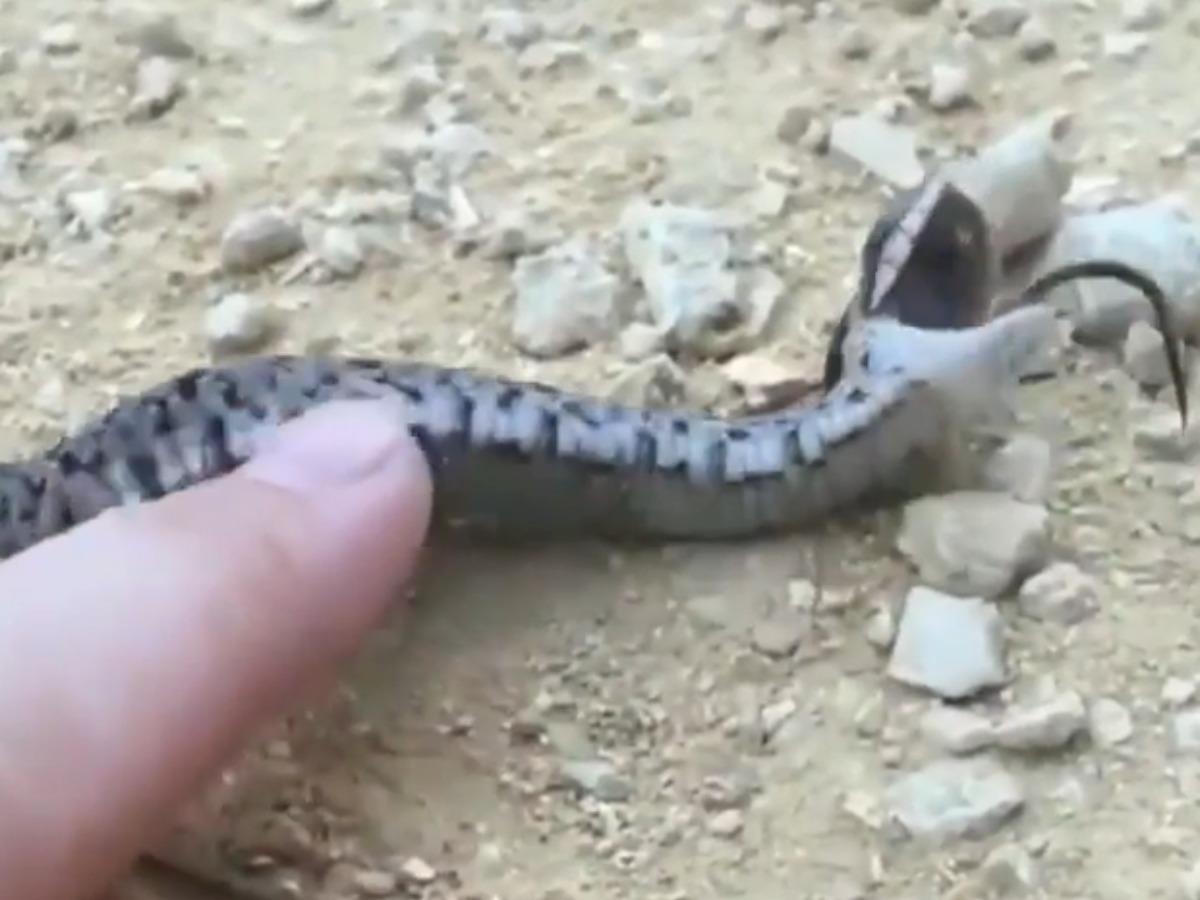 Video Of Snake Faking Its Death Goes Viral