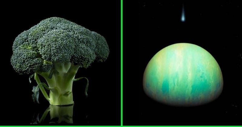 Broccoli Emits Gas That Can Point To Existence Of Life On Alien Planets