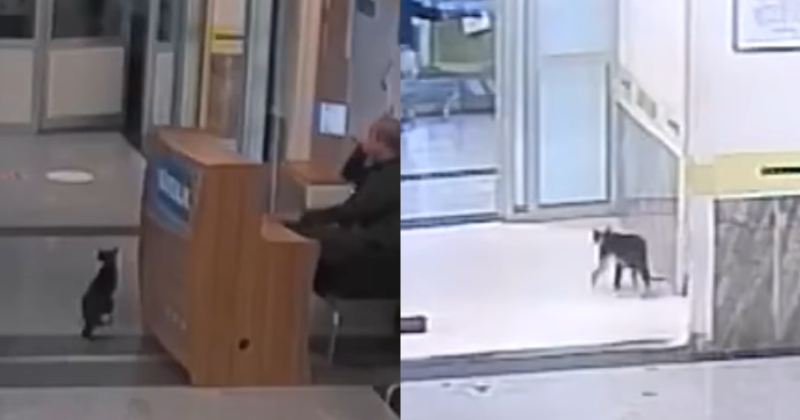 Injured Cat Visits Hospital On Its Own In Turkey