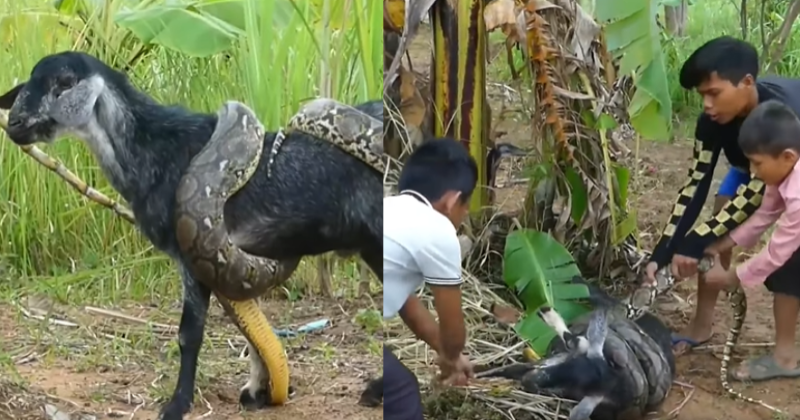 Village Kids Save Goat From Python Attack