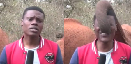 Video Of Elephant Playing With Reporter Goes Viral