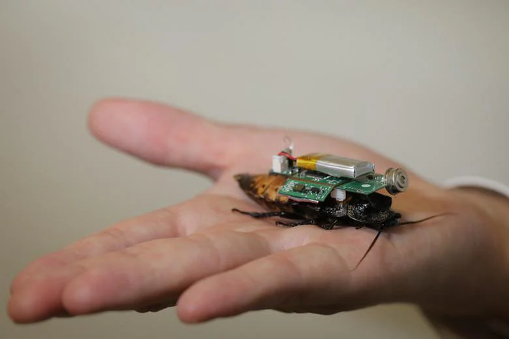 Explained: How Can Cyborg Roaches, Currently Being Perfected By ...