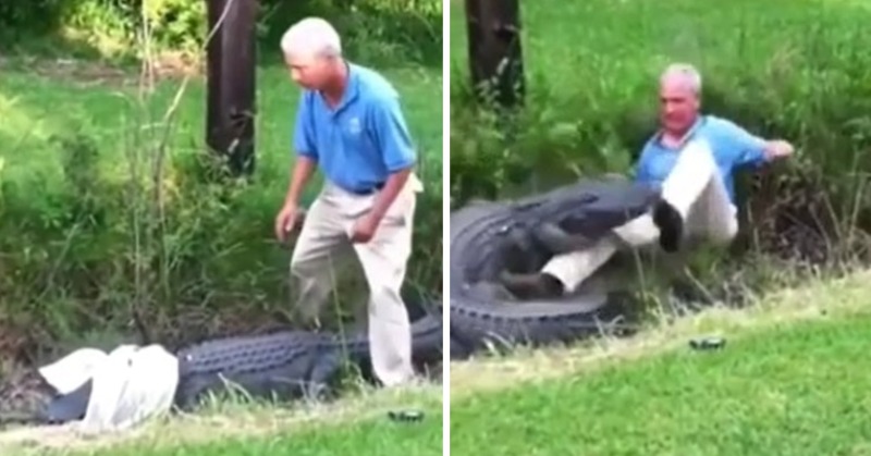 Elderly Man Tries To Control An Alligator, Alomst Gets Eaten Alive