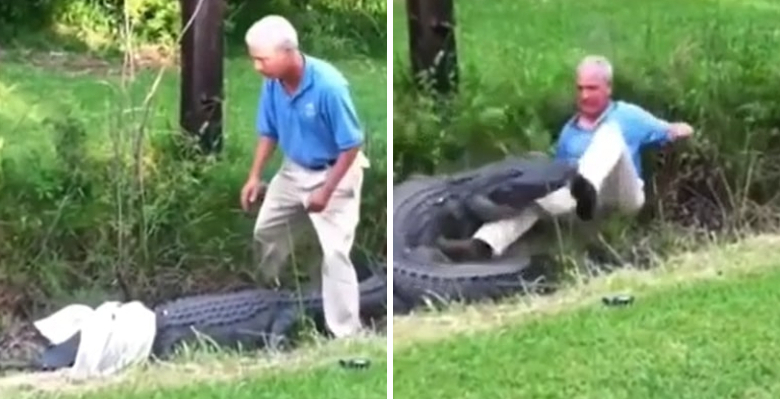 Elderly Man Tries To Control An Alligator, Alomst Gets Eaten Alive