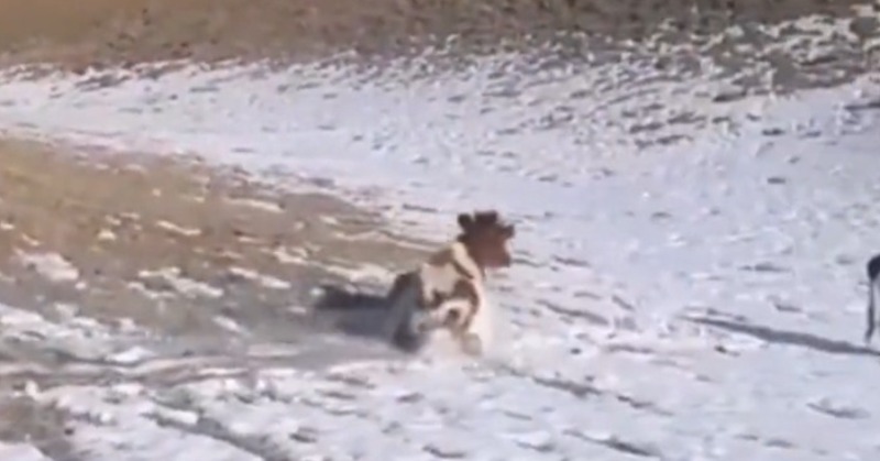 Cow Slides Down Snowy Slope