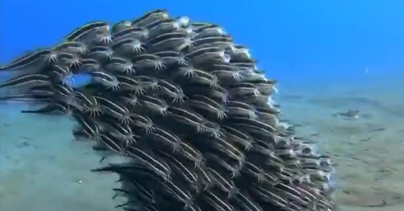 Mesmerising Video Of Eel Catfish Moving In A Group