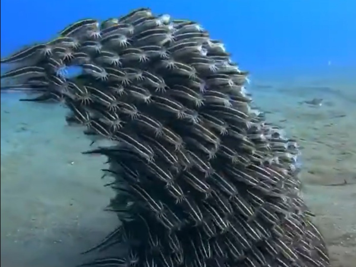Mesmerising Video Of Eel Catfish Moving In A Group