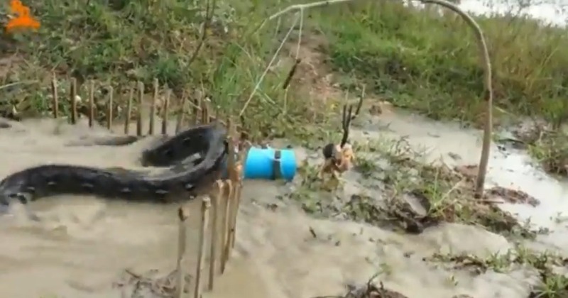 Python Trap With A Live Chicken Bait