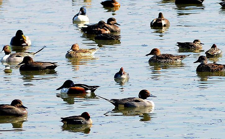 Poaching, Climatic Change And Encroachments Affect Migratory Birds ...