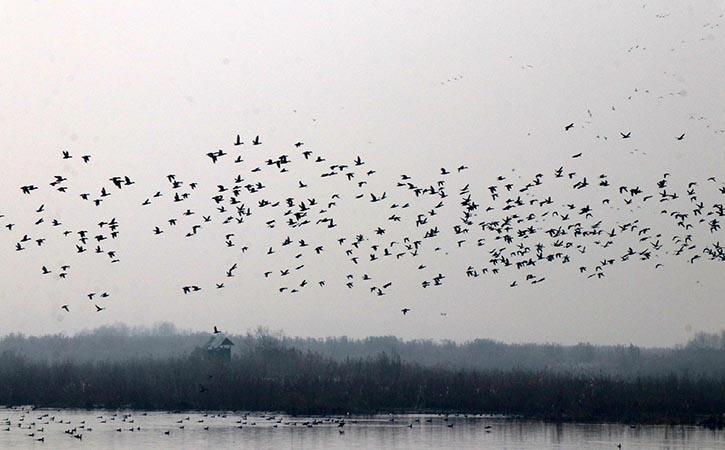 Poaching, Climatic Change And Encroachments Affect Migratory Birds' Tryst With Kashmir