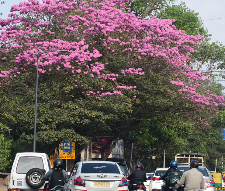 With Tabebuia Avellanedae In Full Bloom Bengaluru Turns Pink