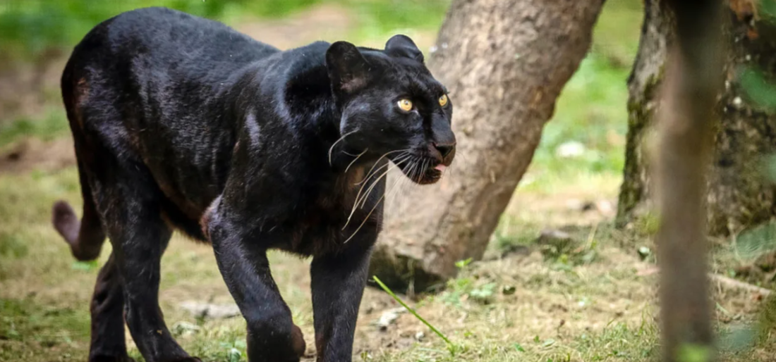 Two Black Panthers Spotted in Ooty Video Viral अद्भुत नज़ारा: ऊटी में ...